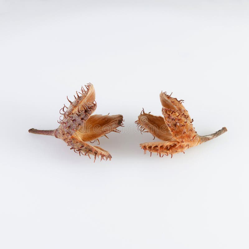 Beech Nuts and Seed Pod on White Background Stock Photo - Image of ...