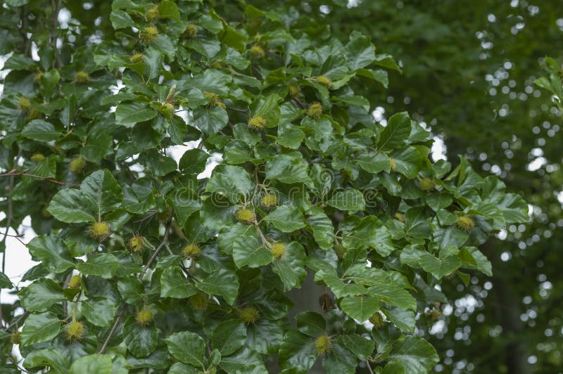 Beech Nuts Starting To Develop on the Tree Stock Photo - Image of ...