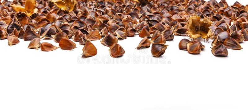 Beech Nuts stock image. Image of nature, fall, shell - 24020461