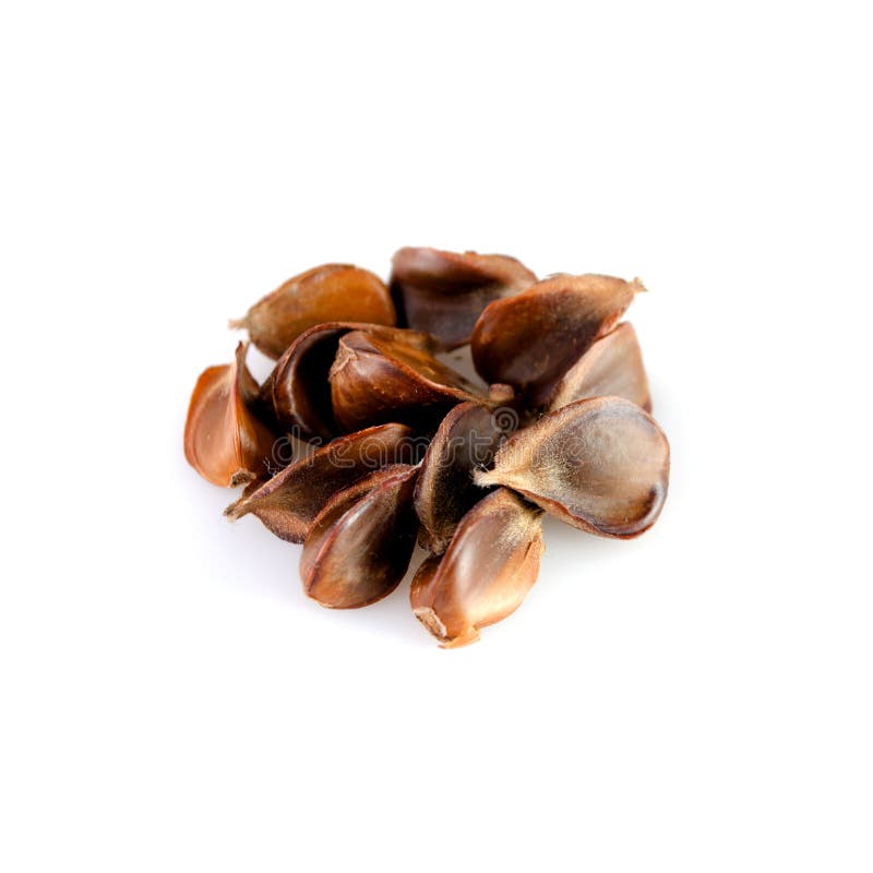 Beech Nuts stock image. Image of nature, fall, shell - 24020461