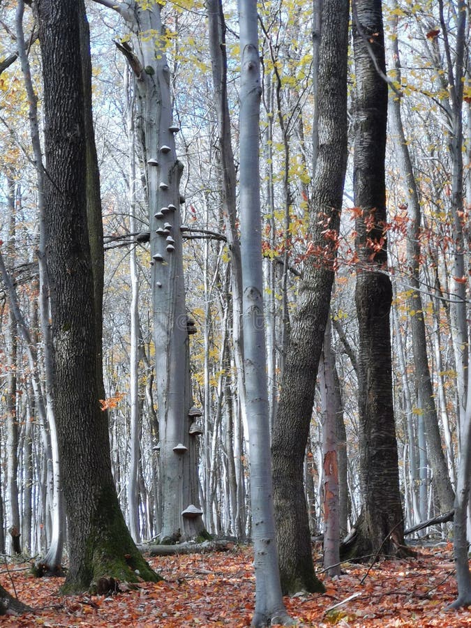 Beech-oak Forest with a Tree Covered with Mushroom. Stock Photo - Image ...