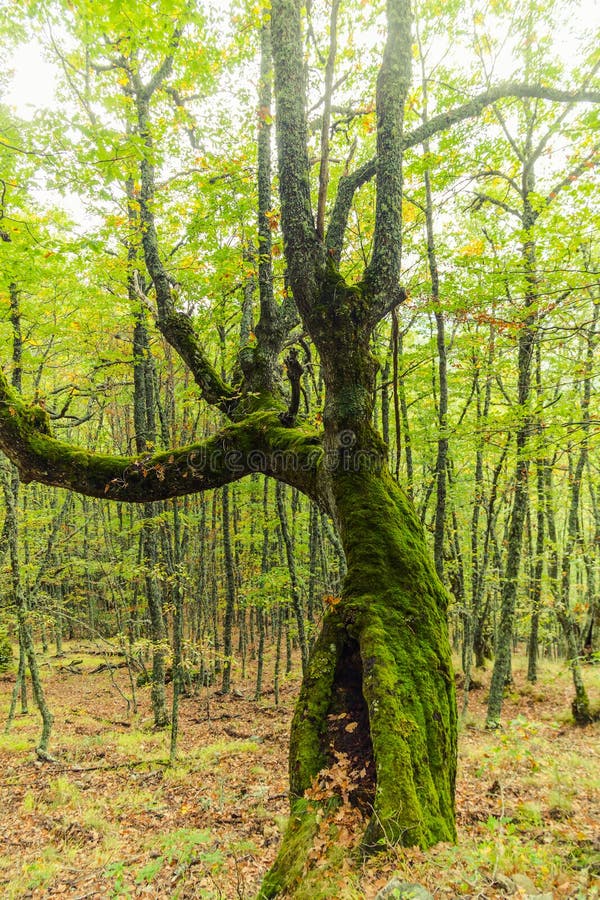 Beech and Oak Forest stock photo. Image of outdoors, early - 71567658