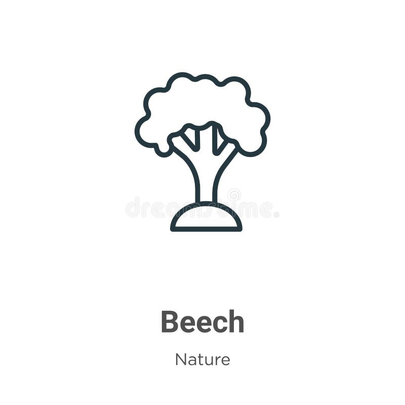 Beech Outline Vector Icon. Thin Line Black Beech Icon, Flat Vector ...