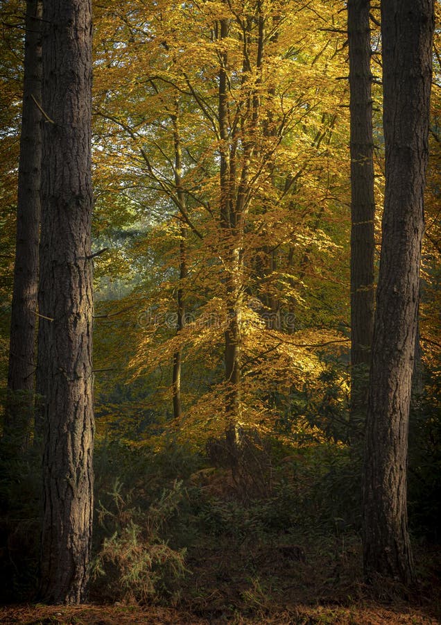 Beech between the Pines stock image. Image of united - 189887893