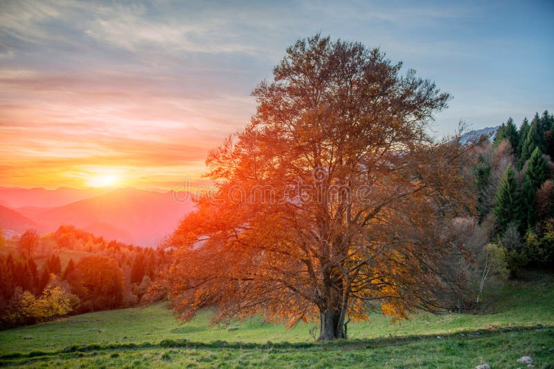 Beech Plant with Falling Leaves Stock Image - Image of root, leaf ...