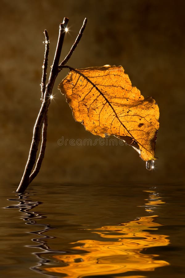 Beeck Tree Leaf Stock Photos - Free & Royalty-Free Stock Photos from ...