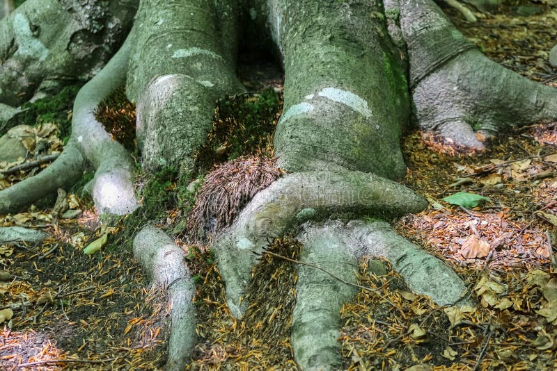 Beech roots stock photo. Image of bark, root, leaves - 238777800