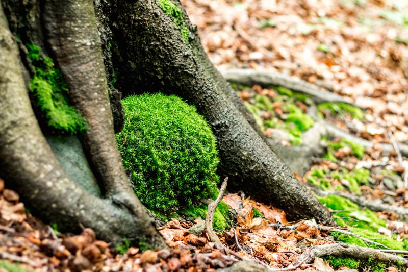 Beech roots with moss stock image. Image of wonderful - 327810155