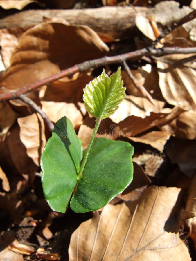 Beech Sapling (Fagus Sylvatica) among Fallen Beech Leaves Stock Photo ...