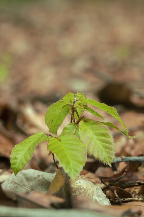 Beech Seedling (Fagus Sylvatica). Stock Photo - Image of broad ...