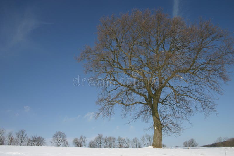 Beech in snow stock image. Image of stakes, snow, landscape - 427857