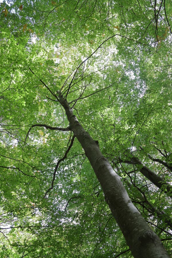 Beech in summer stock photo. Image of inspiration, hardwood - 199937932