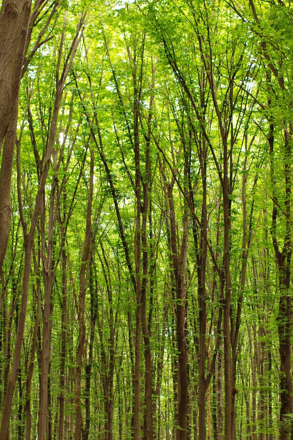 Beech Tall Green Trees in Spring Forest Stock Photo - Image of tranquil ...