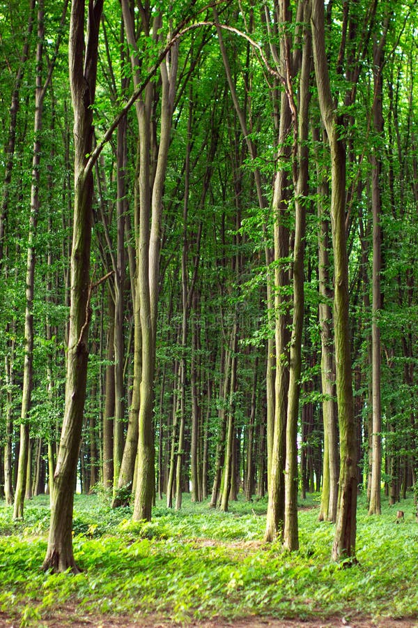 Beech Tall Green Trees in Summer Forest Stock Photo - Image of branch ...