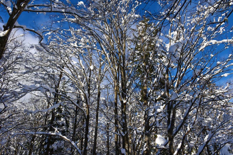 Beech Temperate, Deciduous, Broadleaf Forest Stock Image - Image of ...