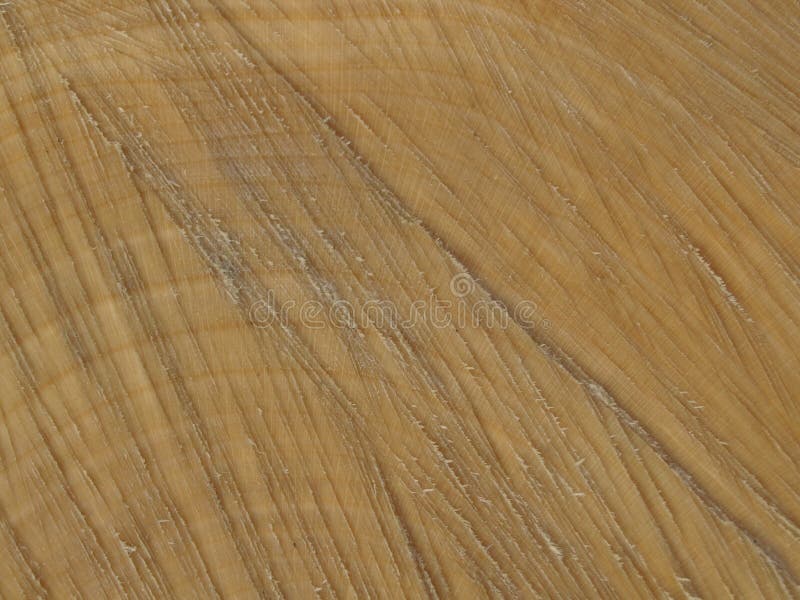 Beech texture stock photo. Image of bole, brown, texture - 28585144