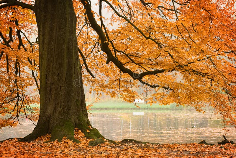 Beech tree stock photo. Image of park, leafs, outdoors - 22023030