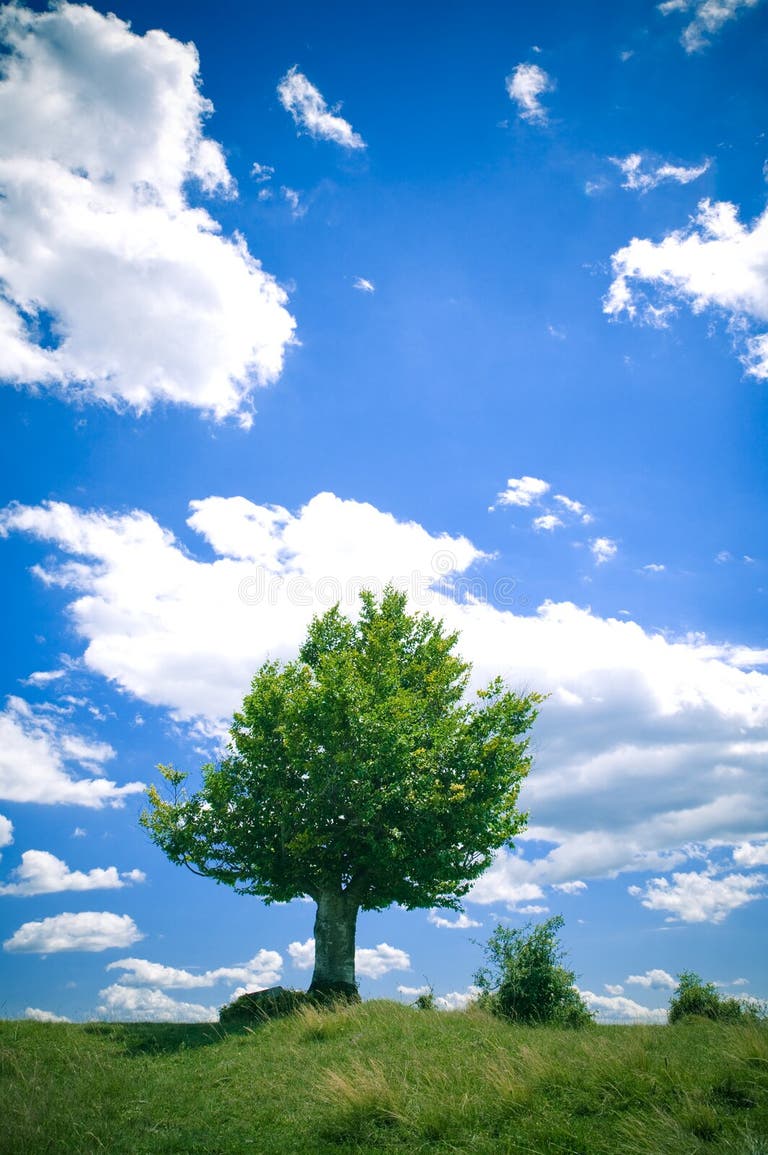 12,807 Blue Beech Tree Stock Photos - Free & Royalty-Free Stock Photos ...