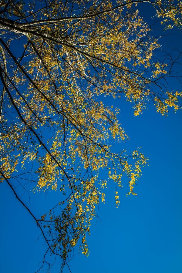 Beech tree in autumn stock image. Image of scenic, blue - 128779465