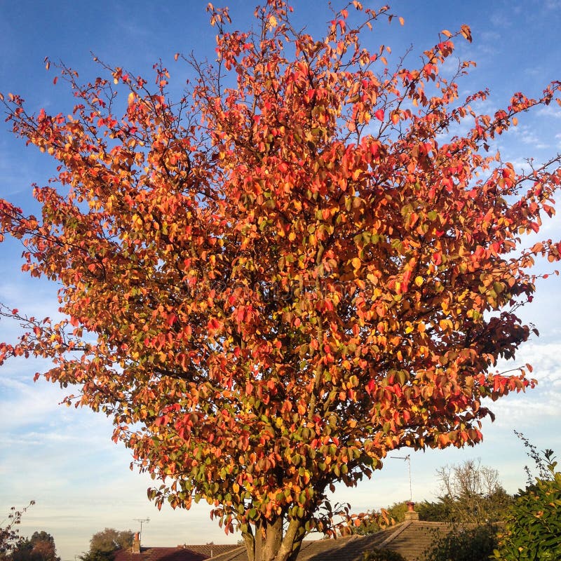 Beech tree in autumn stock photo. Image of autumn, blue - 85964102