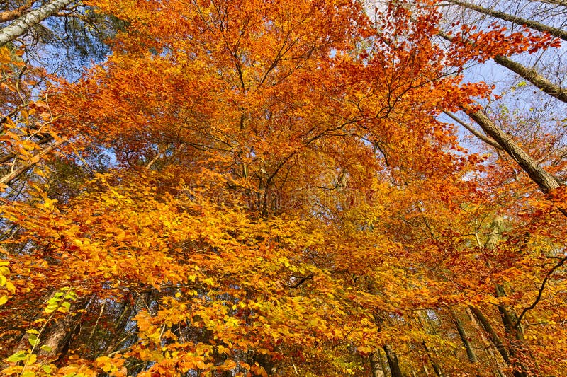 Beech tree in autumn stock image. Image of light, bright - 46851173