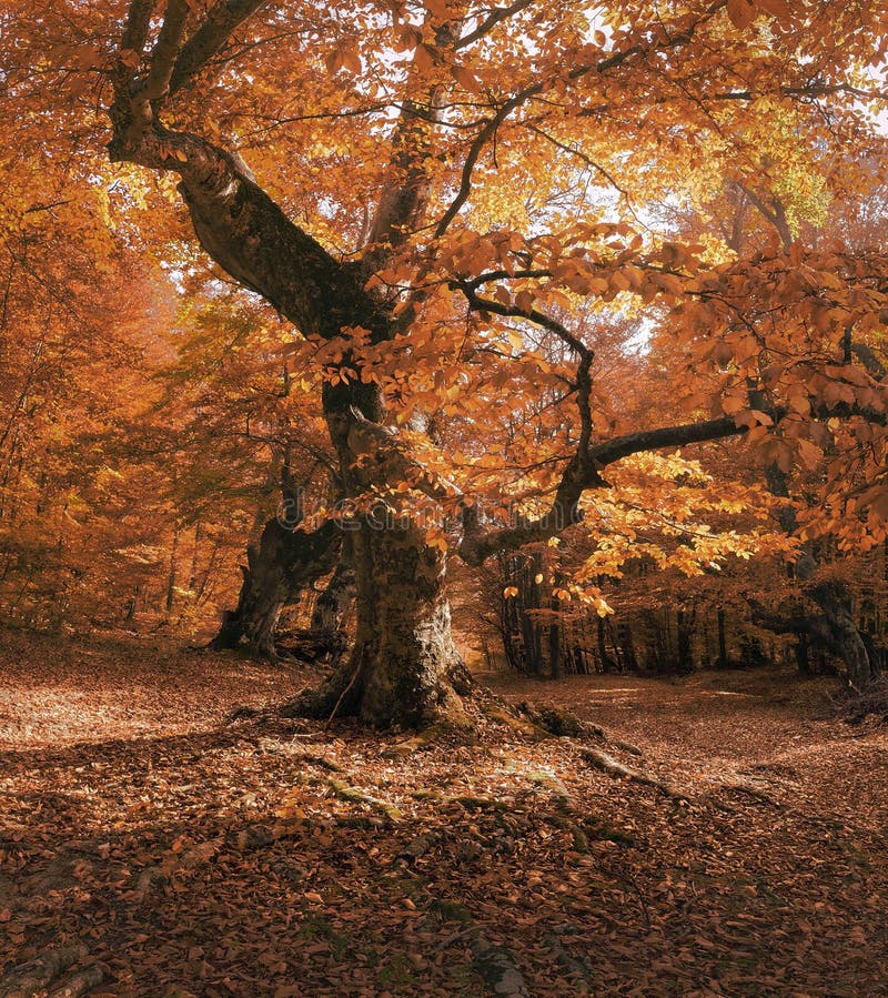 Beech Tree in Autumn Forest. Fall Foliage Stock Photo - Image of forest ...