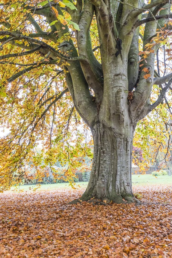 Beech Tree in Autumn stock photo. Image of beech, outside - 62639702