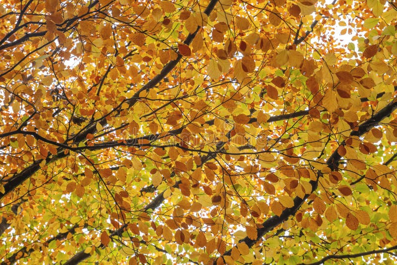 Beech Tree Autumnal Foliage Stock Photo - Image of concept, freshness ...