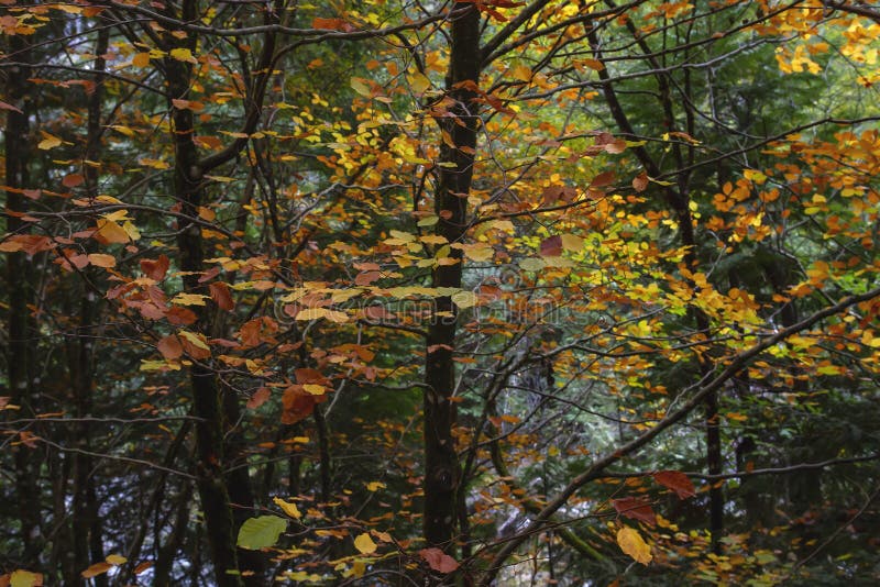 Beech Tree Autumnal Foliage Stock Photo - Image of orange, deciduous ...