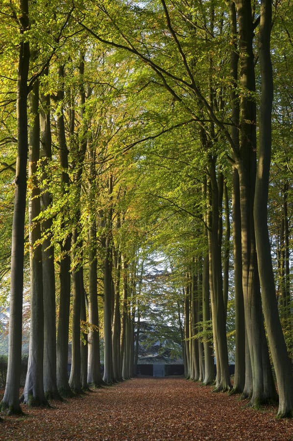 Beech tree avenue stock photo. Image of woods, campden - 109912030