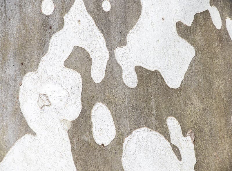 Beech Tree Background with White Spots on Brown Bark Making an Abstract ...