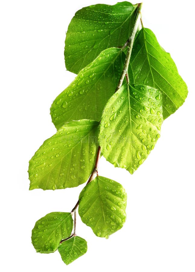 Beech Tree Barb with Foliage with Drops Stock Photo - Image of macro ...