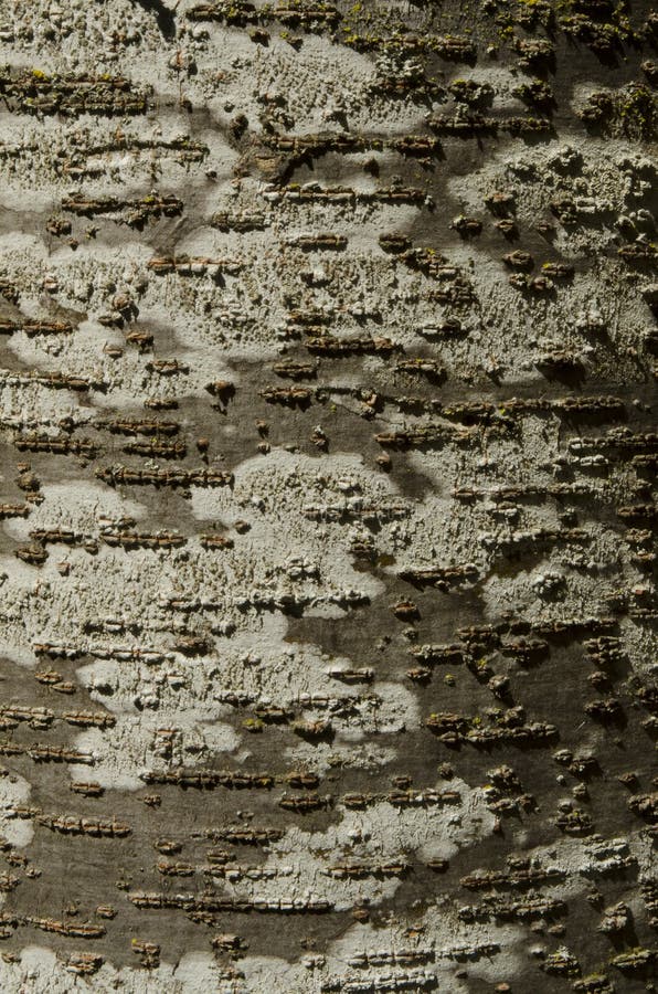 Beech Tree Bark with Brown and White Texture with Green Moss and Stock ...