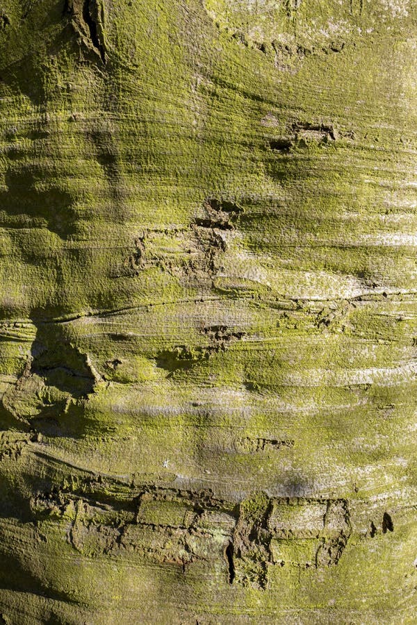 Beech Tree Bark in Close-up. Stock Photo - Image of detail, environment ...