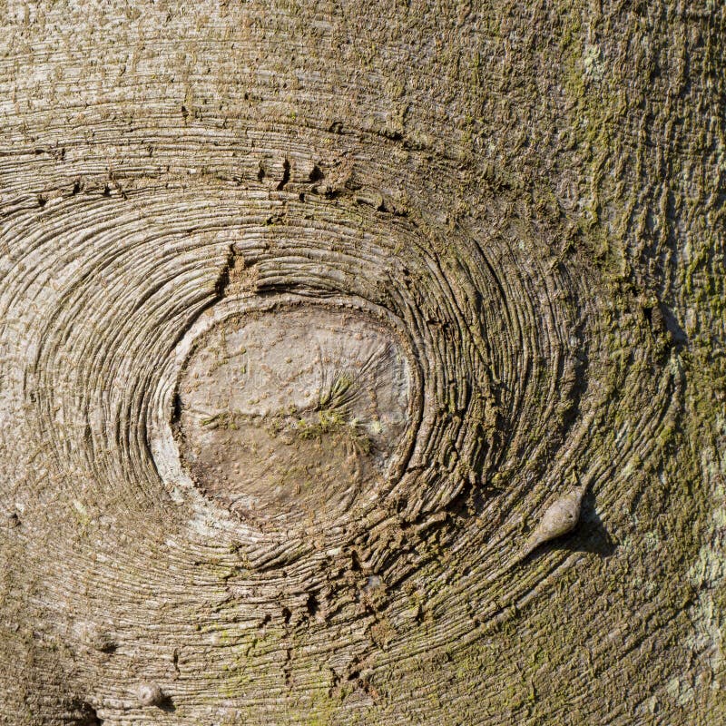 Beech Tree Bark in Close-up. Stock Image - Image of rough, circle ...