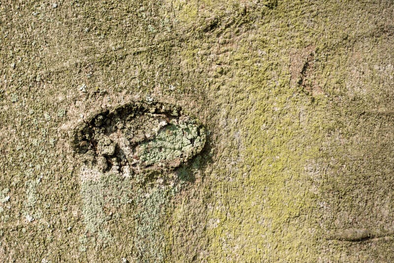 Beech Tree Bark in Closeup. Stock Photo - Image of color, close: 148052992