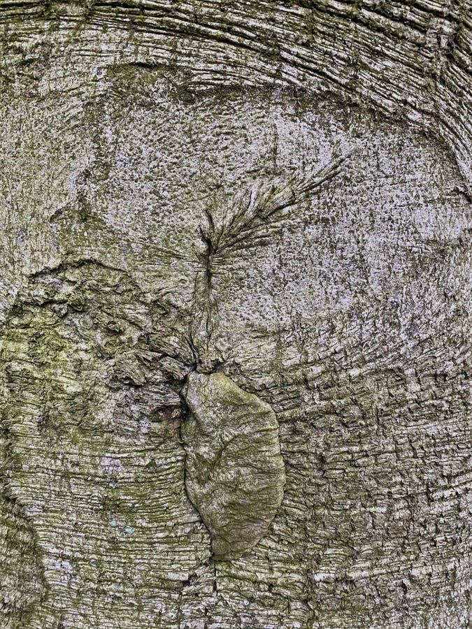 Beech Tree Bark in Close-up. Stock Image - Image of background ...