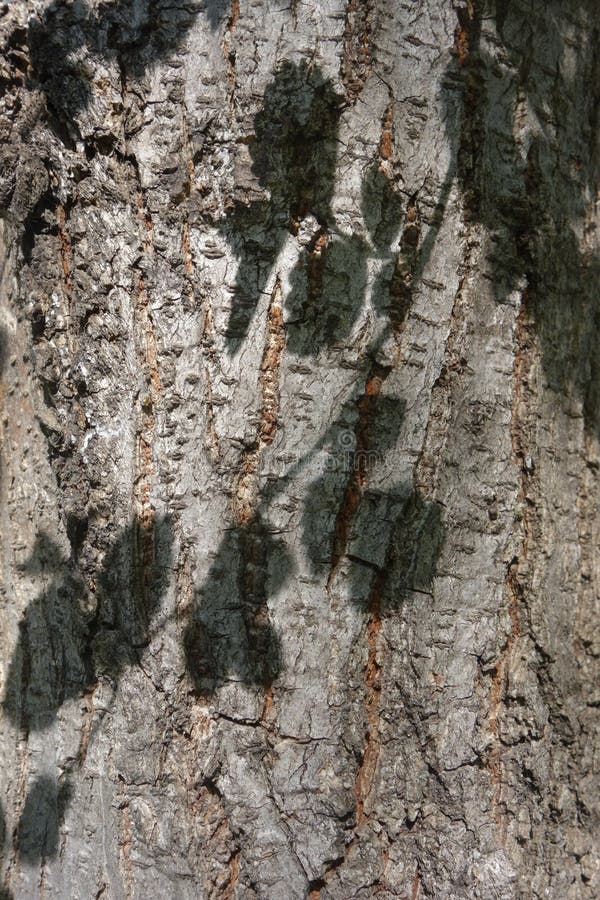 Beech tree bark stock photo. Image of closeup, brown - 178594672