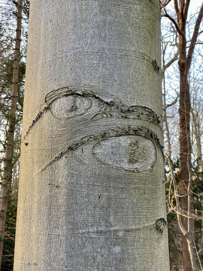 Beech tree bark with eyes. stock photo. Image of natural - 247976176