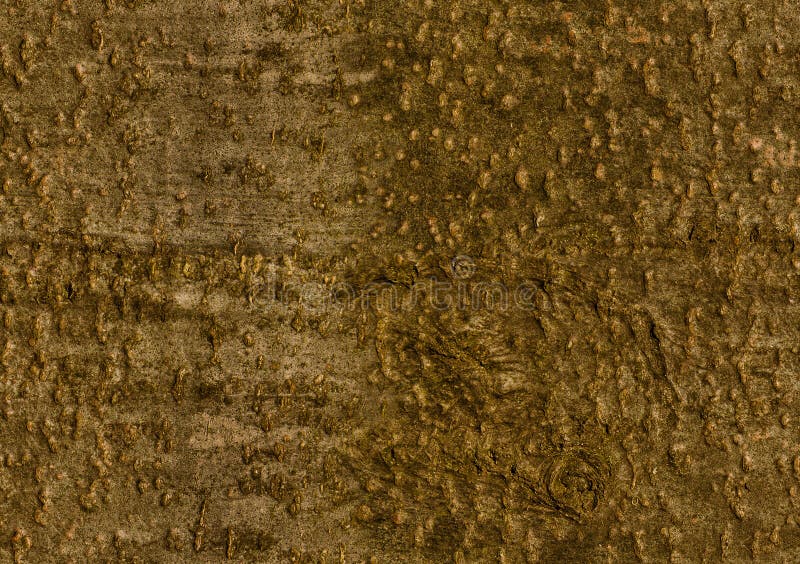 Beech-tree Bark. Seamless Background Pattern Stock Illustration ...