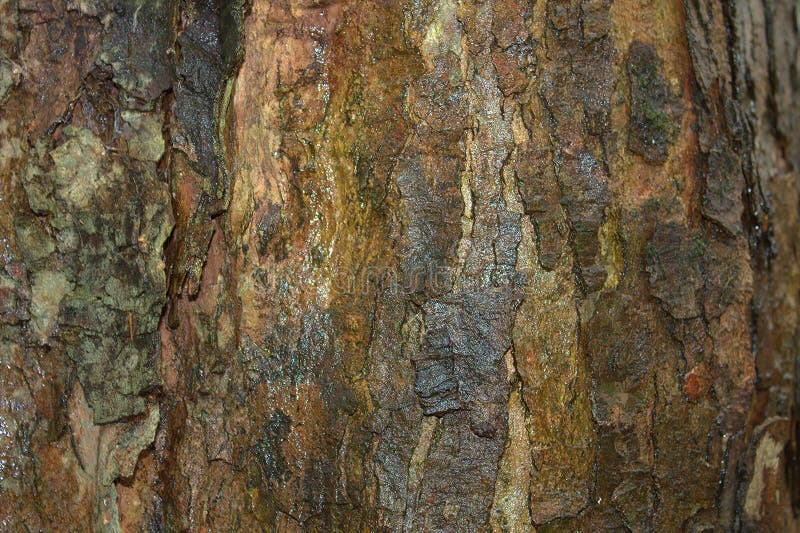 Beech Tree Bark with Textured Pattern. Stock Image - Image of tree ...