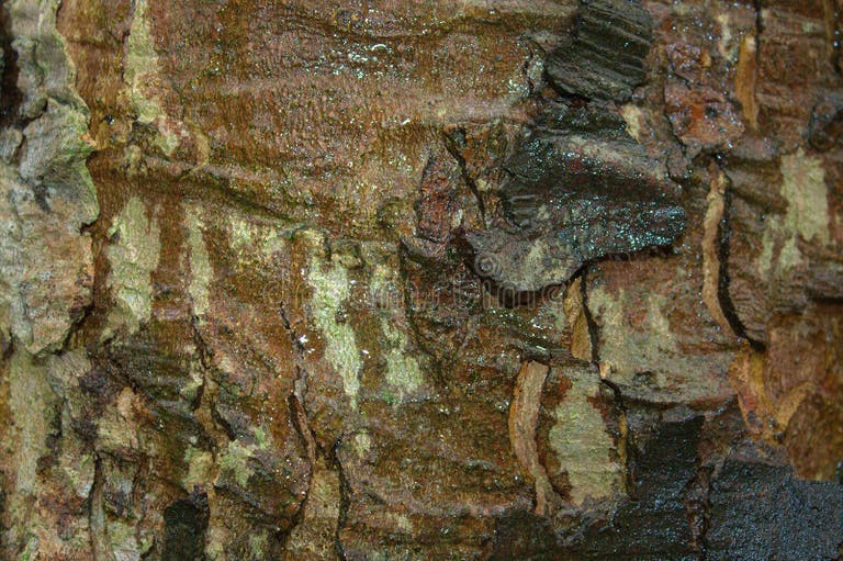 Beech Tree Bark with Textured Pattern. Stock Photo - Image of pattern ...