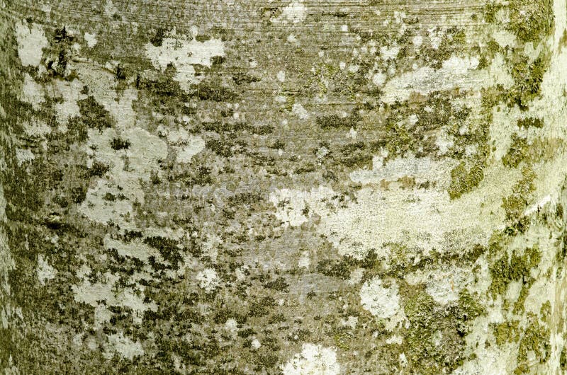 Beech Tree Bark with Textured Pattern Stock Photo - Image of wooden ...