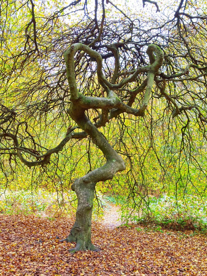 Beech Tree with Beautiful Shape Stock Photo - Image of ecosystem ...