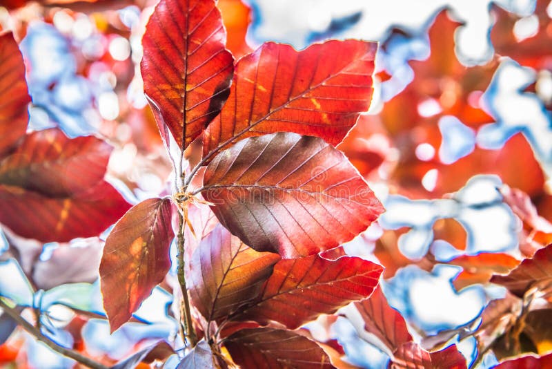 Beech tree stock photo. Image of park, close, beech - 151301952