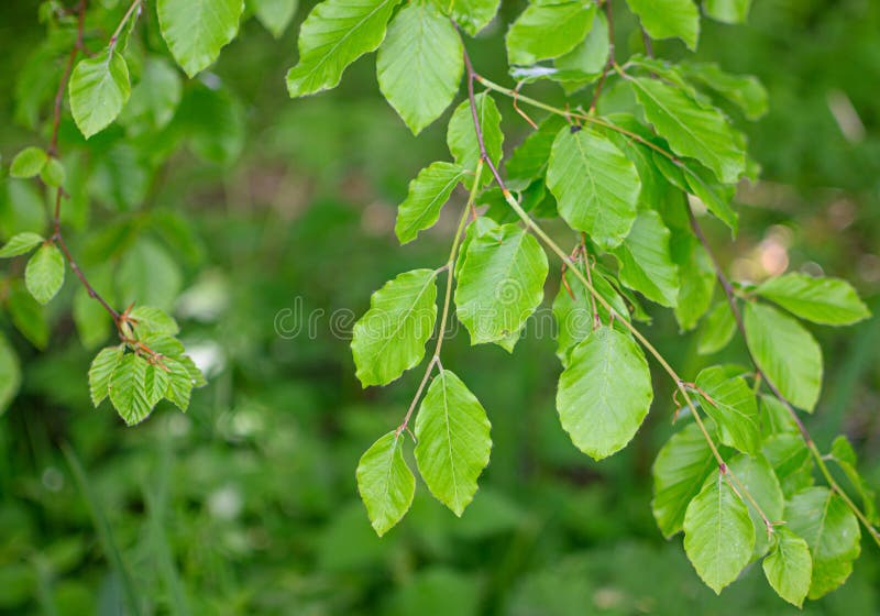 Beech Tree branch stock photo. Image of hanging, light - 220789686