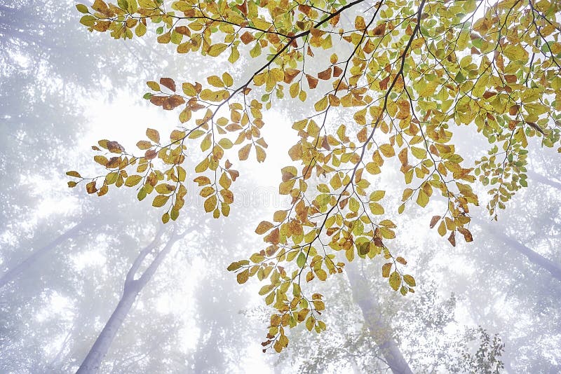 Beech tree branch stock photo. Image of colour, photograph - 48768770