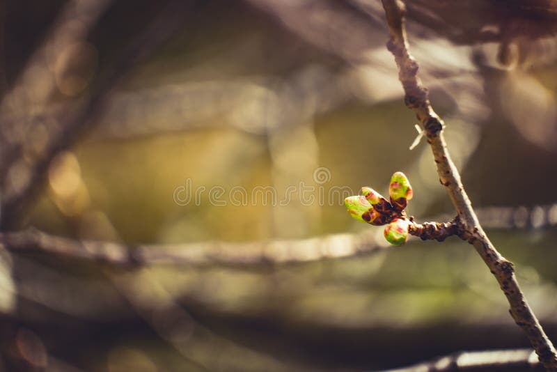 Beech Tree Bud about To Open. Stock Photo - Image of spring, sunlight ...