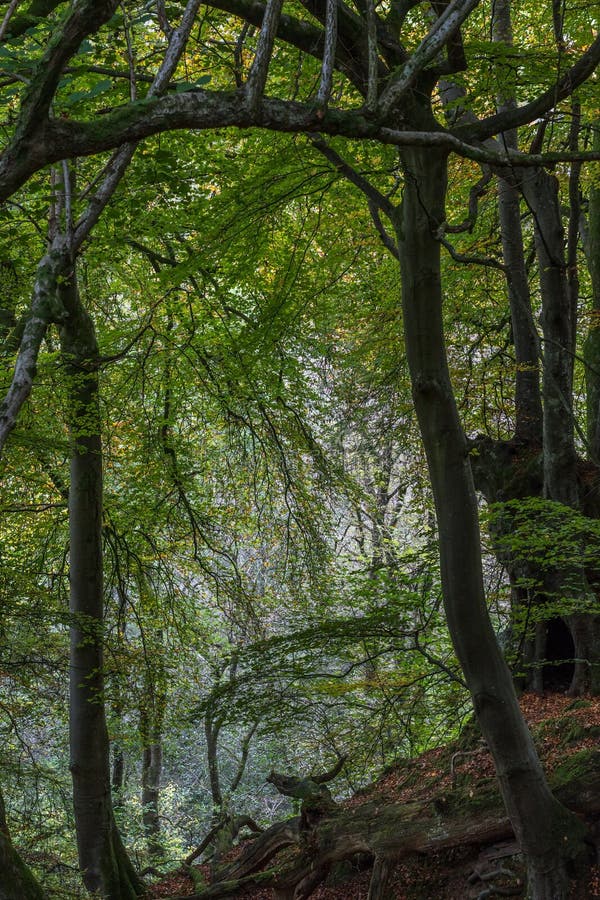 Beech tree canopy stock image. Image of trees, plant - 82593705