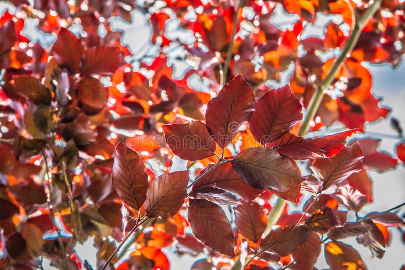 Beech tree stock photo. Image of upward, flora, texture - 151313132